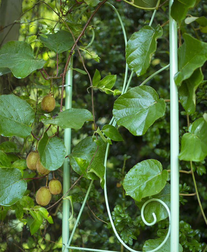 Planter et entretenir des kiwis
