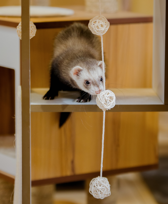 Accueillir un furet : ce qu'il faut savoir