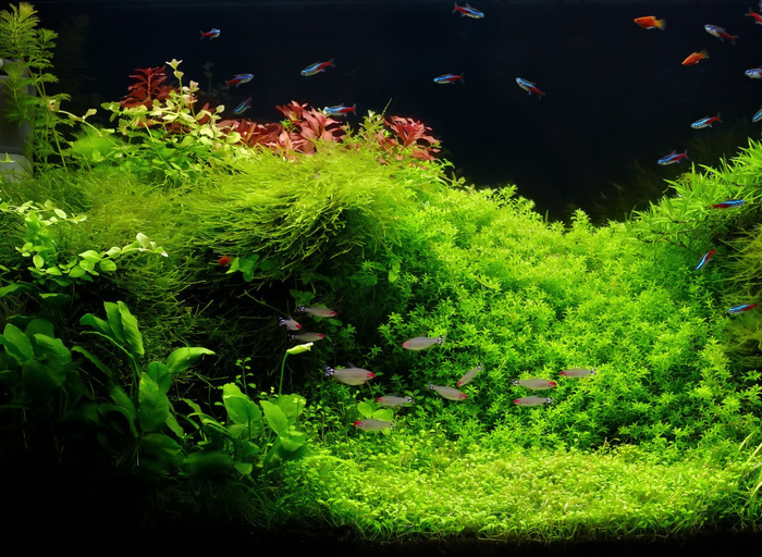 Nourriture pour poissons | botanic®