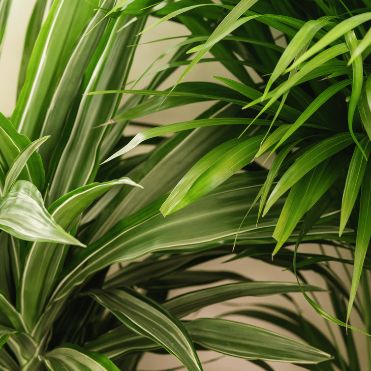 Sitemapcdatahttpsshopinf Inetcomlidl Plante Verte