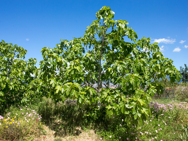 Planter et entretenir un figuier