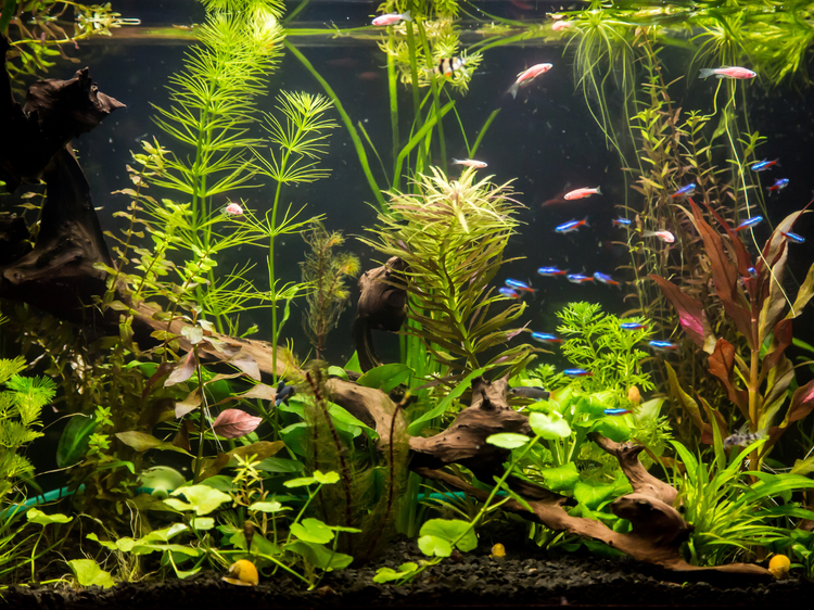 Quel aquarium choisir pour mon poisson