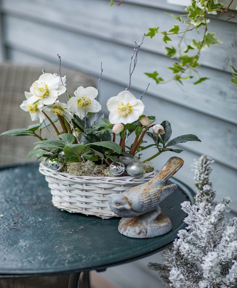 Plantes et fleurs de Noël : lesquelles choisir