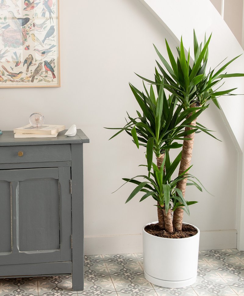 10 plantes vertes d’intérieur faciles d’entretien