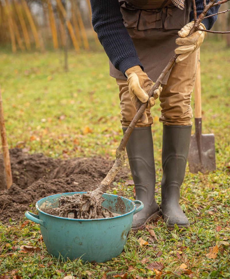 Pralinage des racines : pourquoi et comment faire