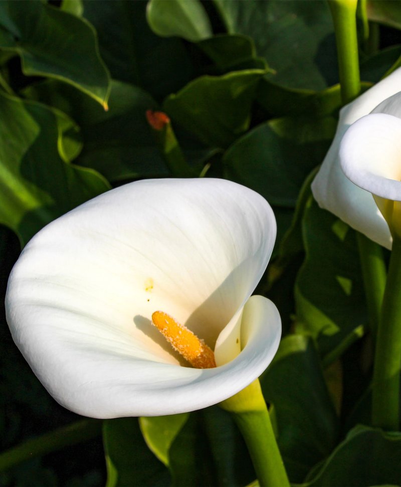 Comment planter un arum