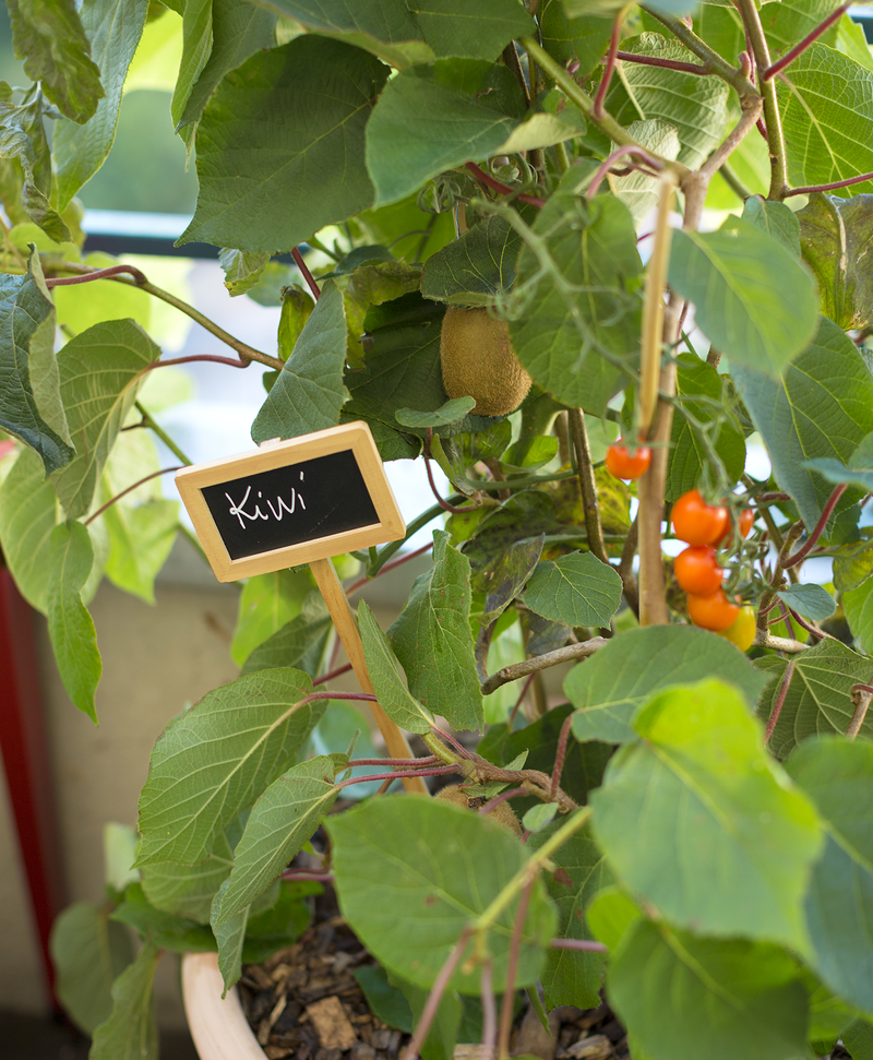 Planter et entretenir des kiwis