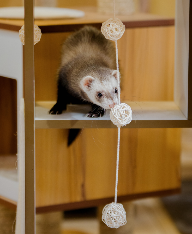 Accueillir un furet : ce qu'il faut savoir