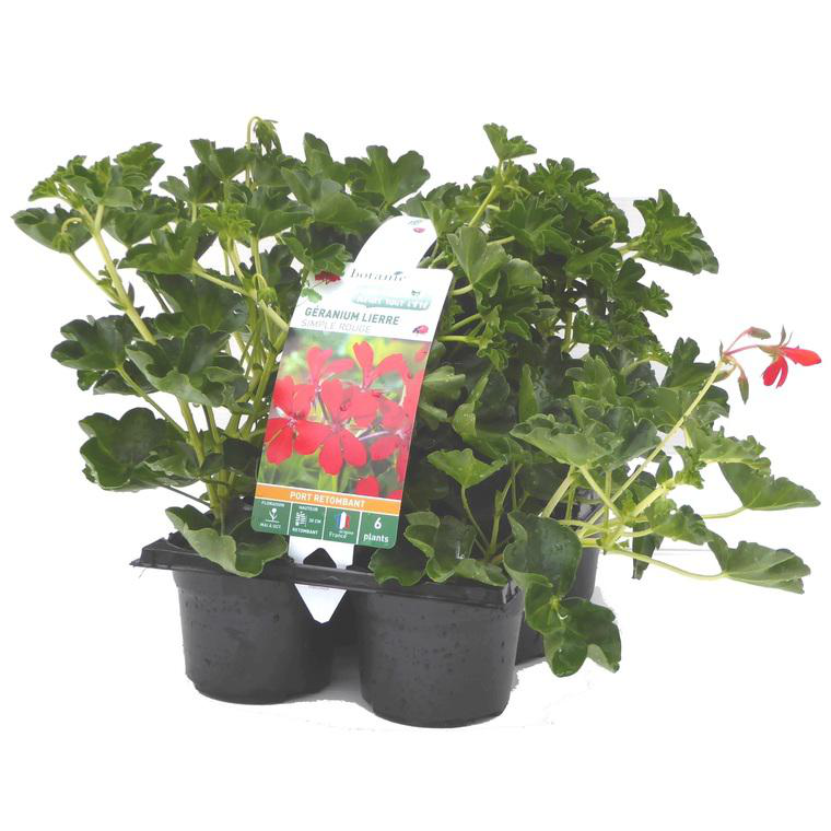 Géranium lierre simple rouge - Le pack de 6 plants | botanic®