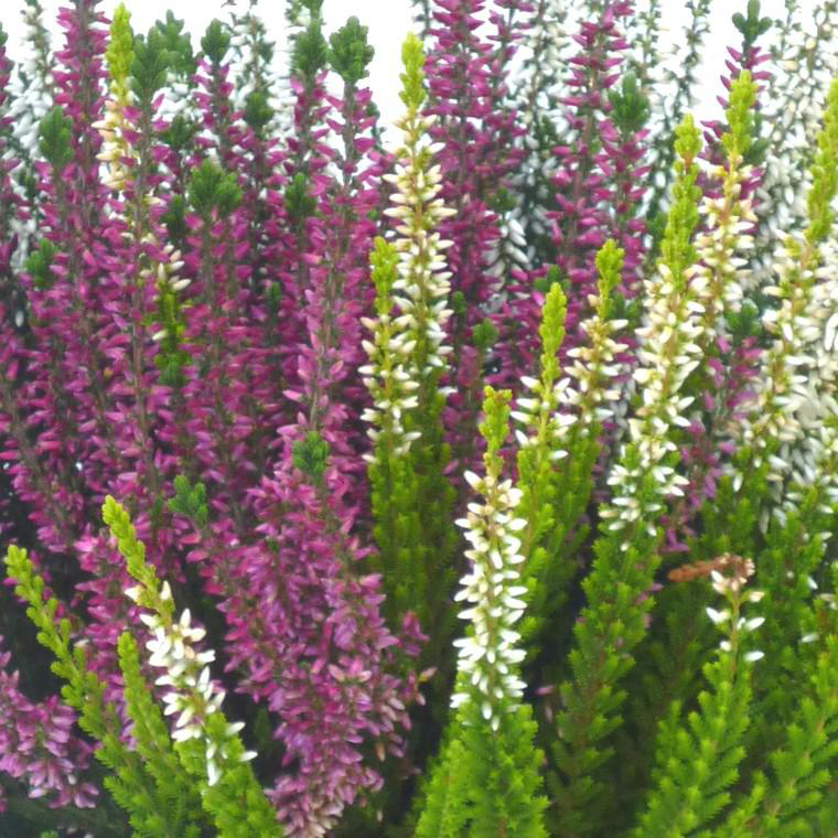 Callune ou Bruyère commune à fleurs roses - Le pot de 0,5 litre | botanic®