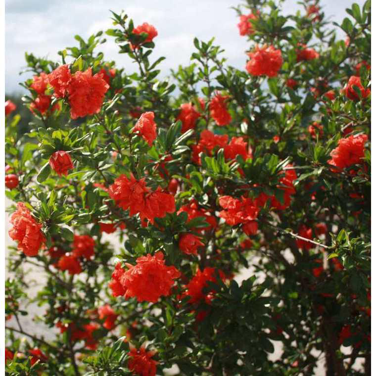 Grenadier à fleurs (Punica Granatum). Le pot de 70 litres | botanic®