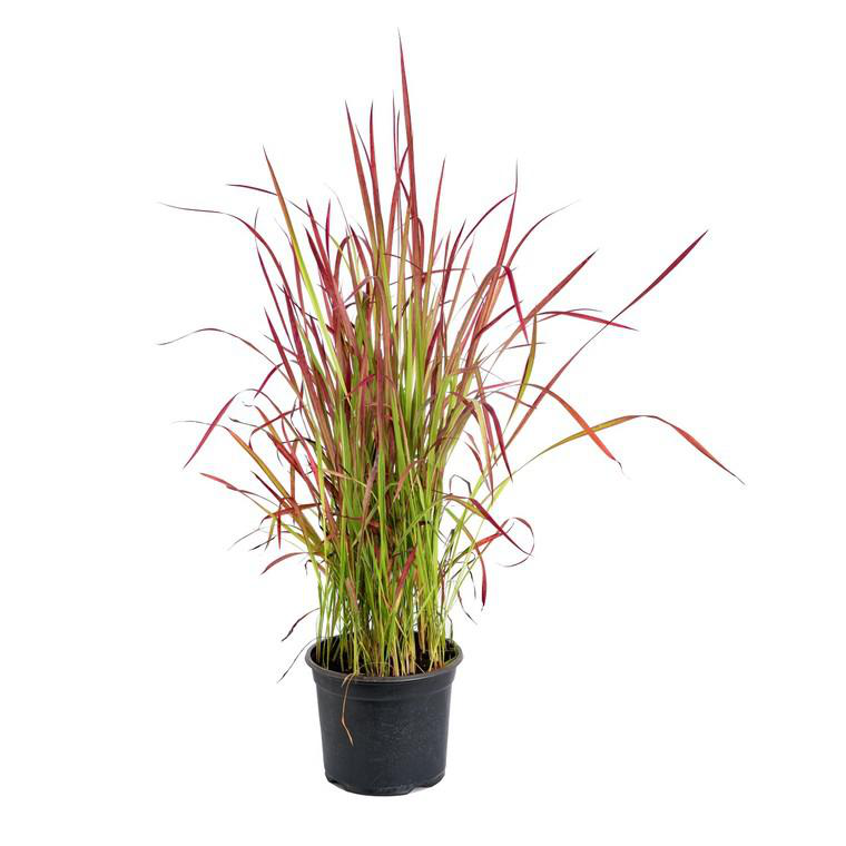 Imperata Cylindrica Red Baron - Le pot de 3 litres | botanic®