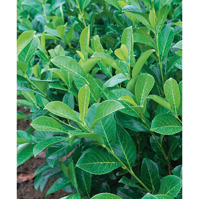 Laurier cerise vert. Le pot de 15 litres