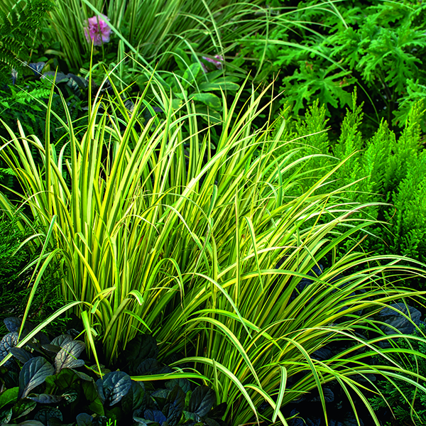 Acore à feuille de graminée Ogon vert botanic®. Le pot de 1 litre