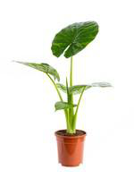 Alocasia Calidora pot Ø32xH120 cm