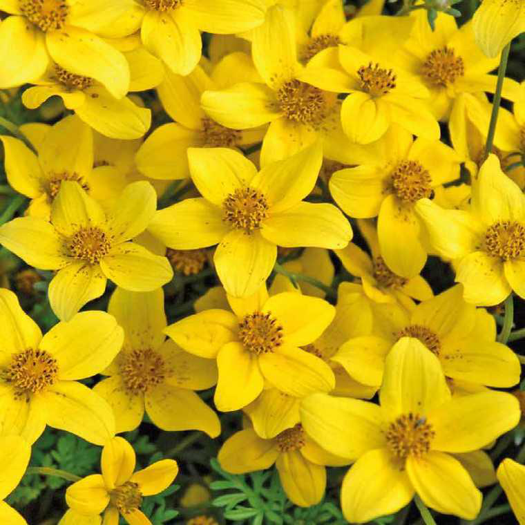 Bidens jaune - Le pot de 9 x 9 cm | botanic®