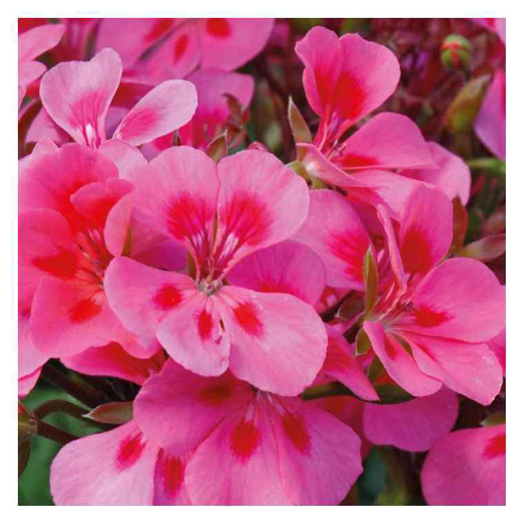 Geranium zonale Americana Mega Splash rose bicolore en pot 12x12 cm