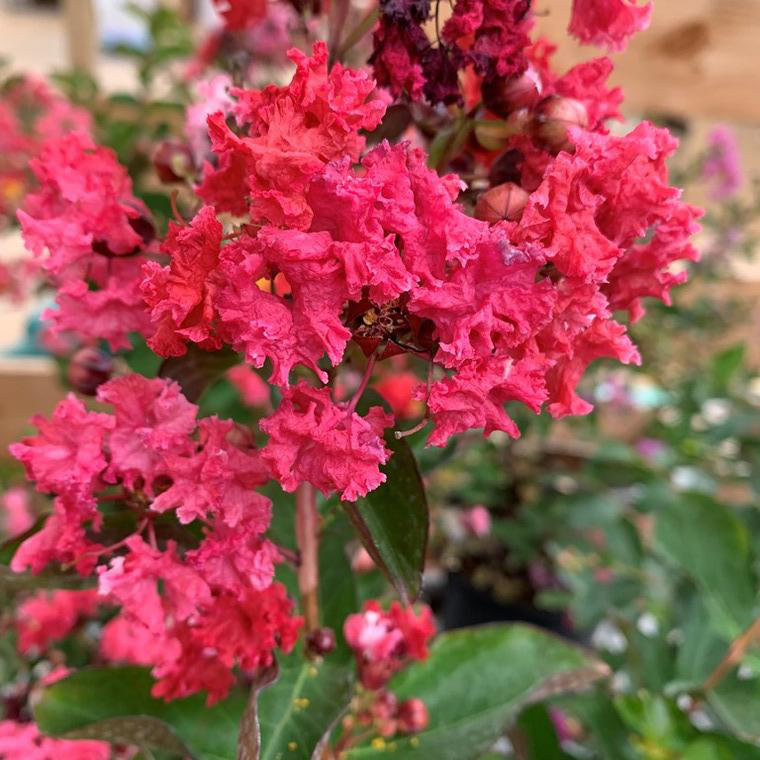 Lagerstroemia Dynamite coloris rouge – 3 L | botanic®