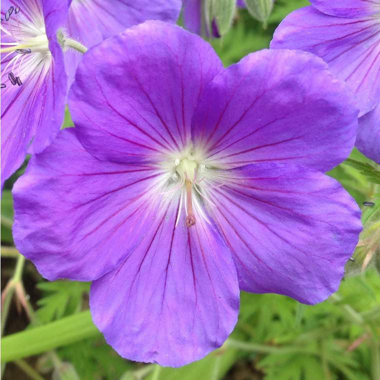 Géranium Rozanne à fleurs bleues - Le pot de 4 litres