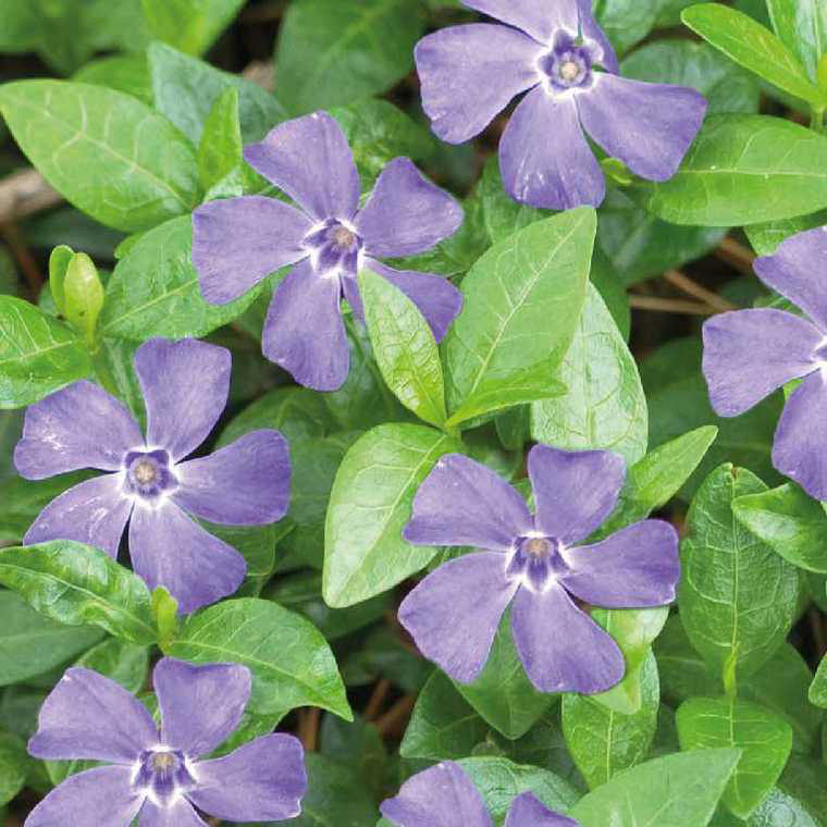 Pervenche Major bleue - Le pot de 9 x 9 cm | botanic®