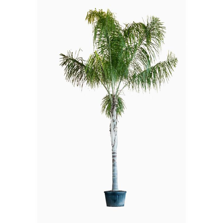 Palmier Arecastrum Romanzoffiana 200/250. Le pot de 160 litres