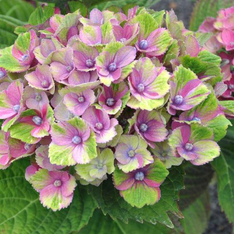 Hydrangea Magical – Pot de 25L