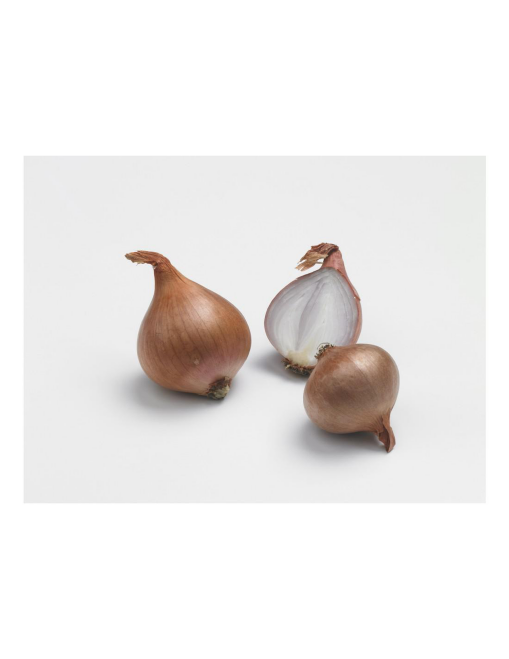Échalotte Biztro AB bio calibre 7/15 botanic® bulbes à planter - Le ...