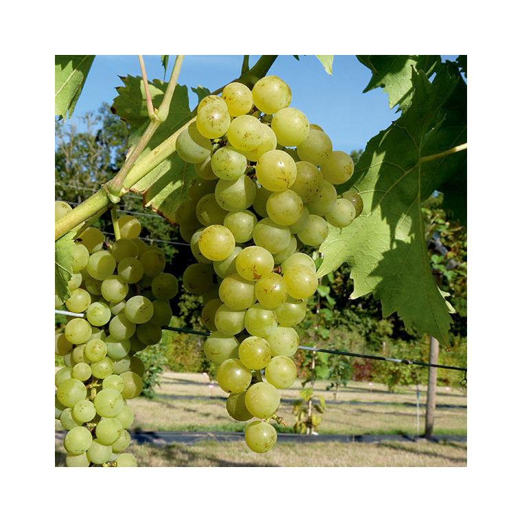Vigne Muscat Blanc Bio. Le pot de 5 litres