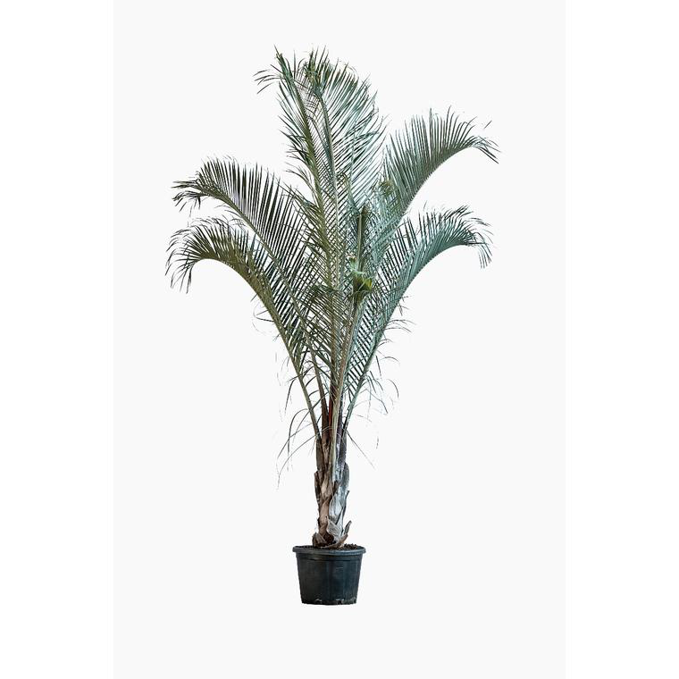 Dypsis Decaryi (Palmier Triangle) en pot de 80 L vert