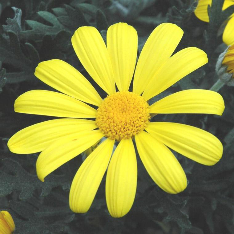 Euryops Chrysanthemoides - Le pot de 13 cm | botanic®
