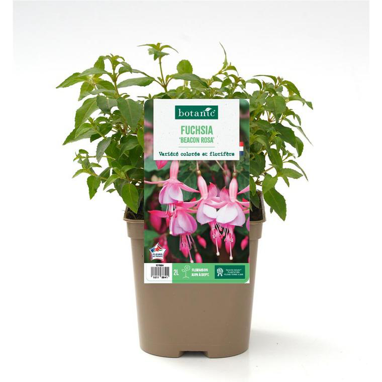Fuchsia ‘Beacon Rosa’ - Le pot de 2 litres