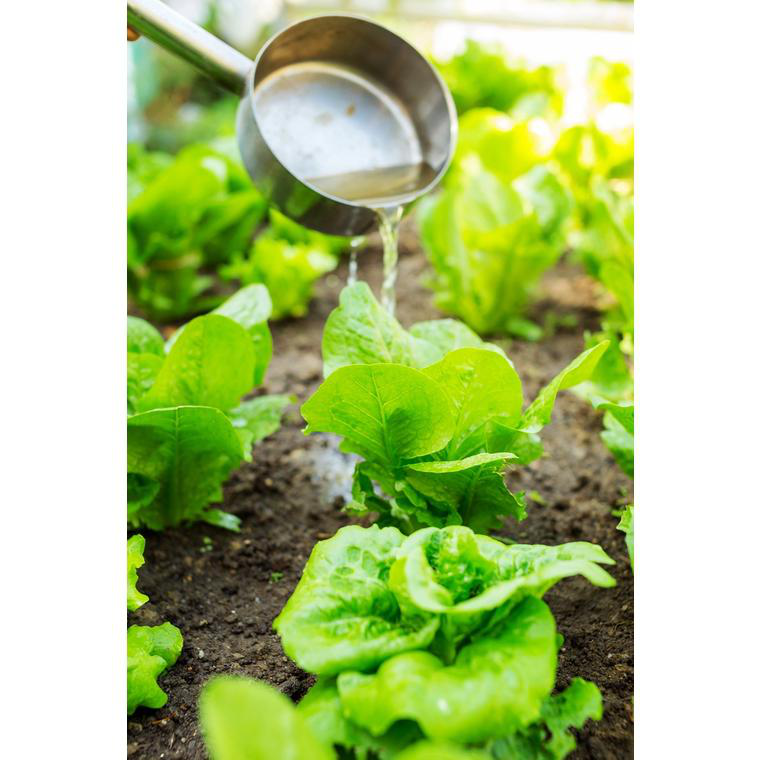 Laitue Batavia Verte Olana Bio. La barquette de 12 plants