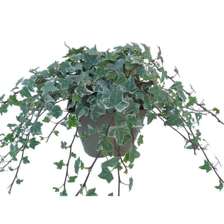Lierre varié en pot de 3 litres (doublon) | botanic®