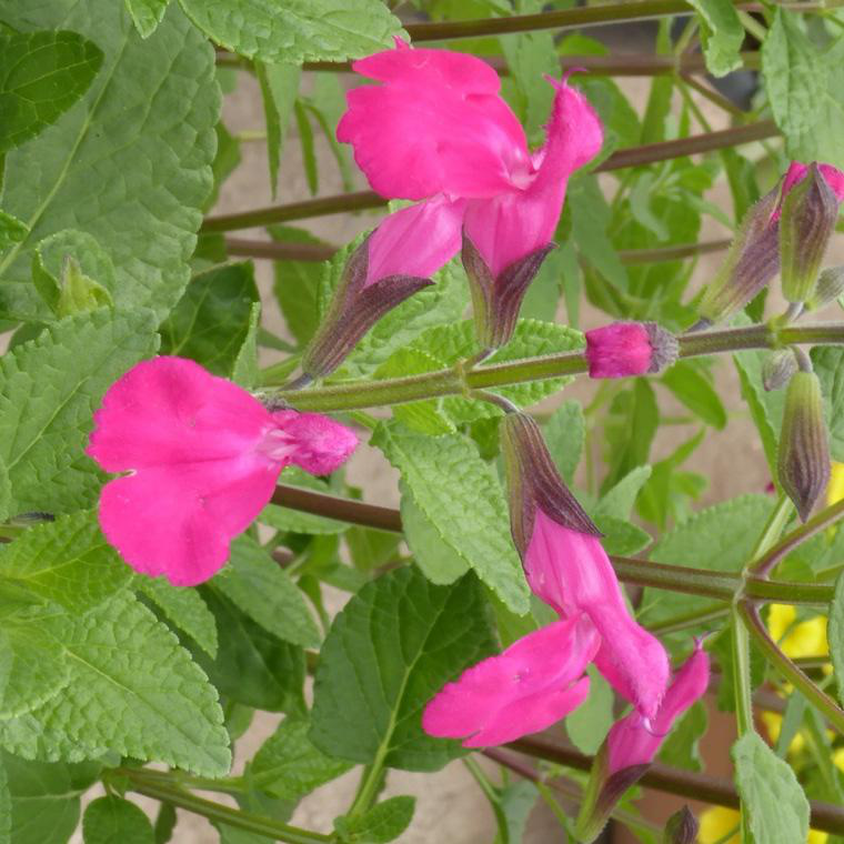Salvia Grahamii ou Sauge de Graham. Le pot de 3 litres | botanic®