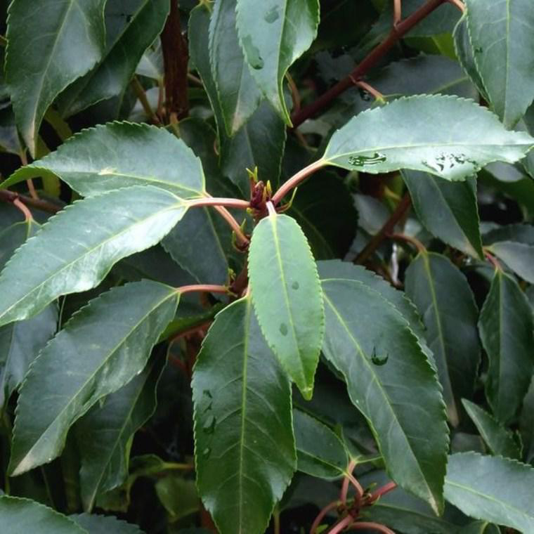 Prunus Lusitanica Angustifolia 1/4 Tige en pot de 9 L | botanic®