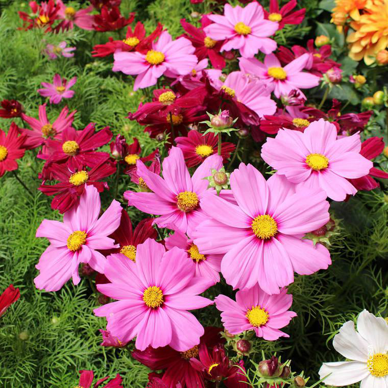 Cosmos à fleurs multicolores - Le pot Ø 19 cm | botanic®