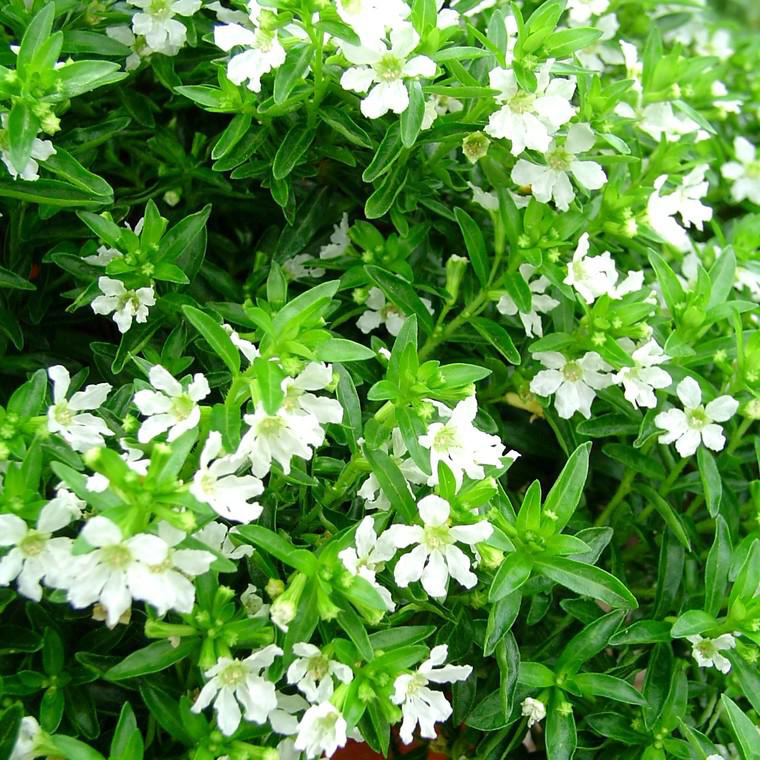 Cuphea Hyssopifolia Alba (blanc) - Le pot de 4 litres