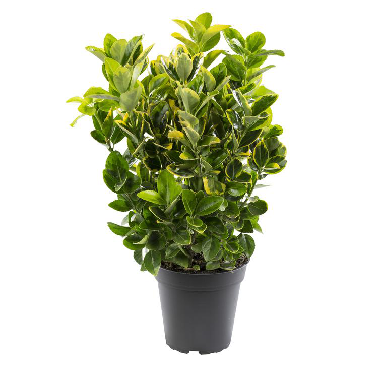 Euonymus variés. En pot de 1 litre | botanic®