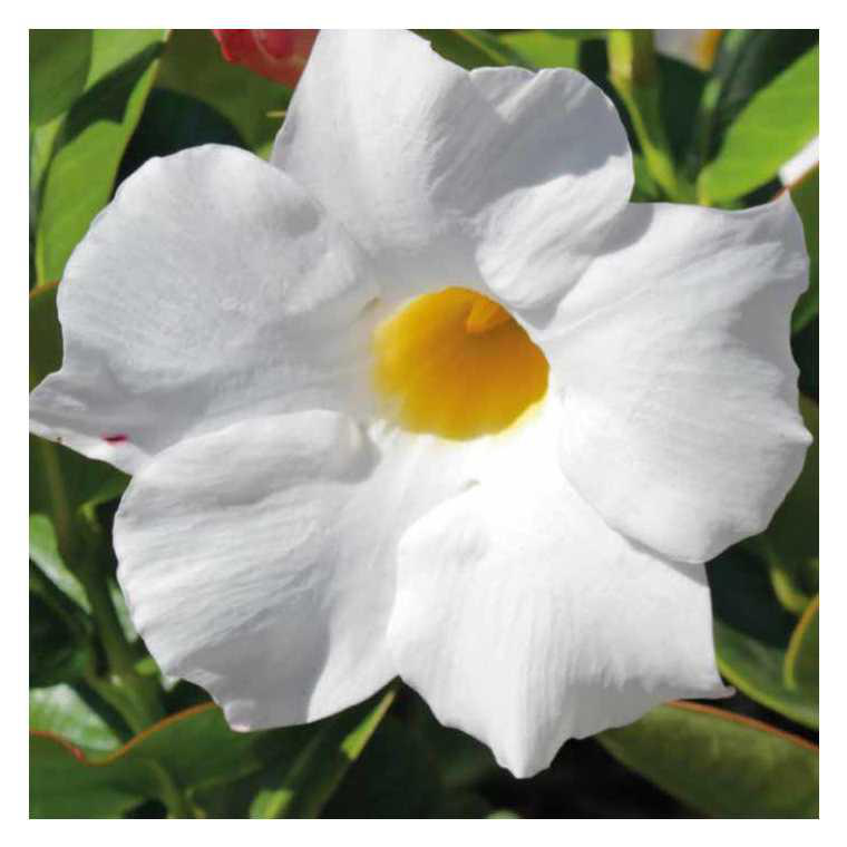 Dipladénia blanc variété Rio blanc. Le pot de 9 x 9 cm