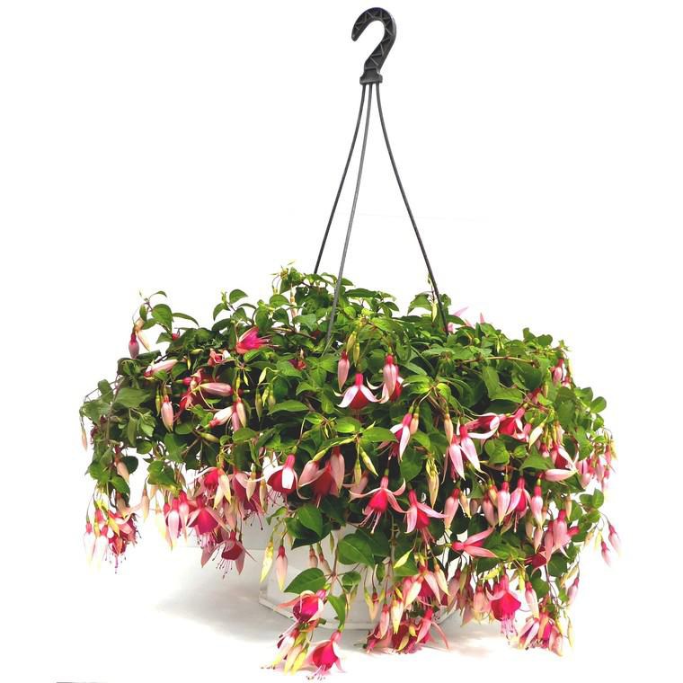 Fuchsia à fleurs multicolores - La suspension de 6 litres | botanic®