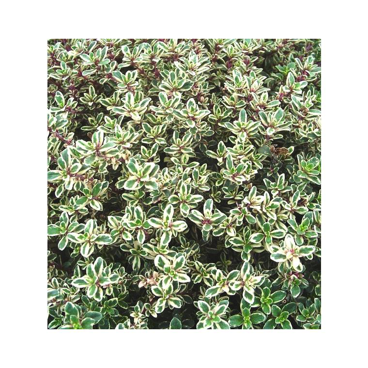 Thym Citron Panache Blanc Bio. Le pot de 1 litre
