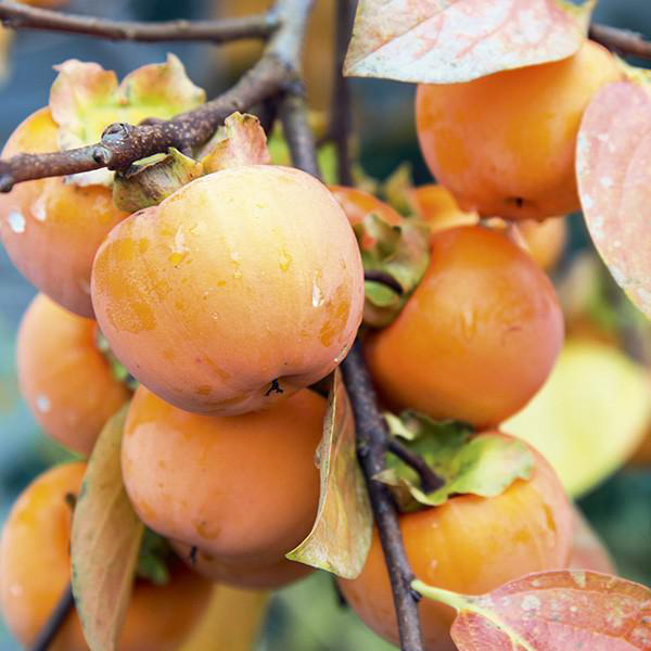 Kaki Sharon coloris orange - 35 L | botanic®