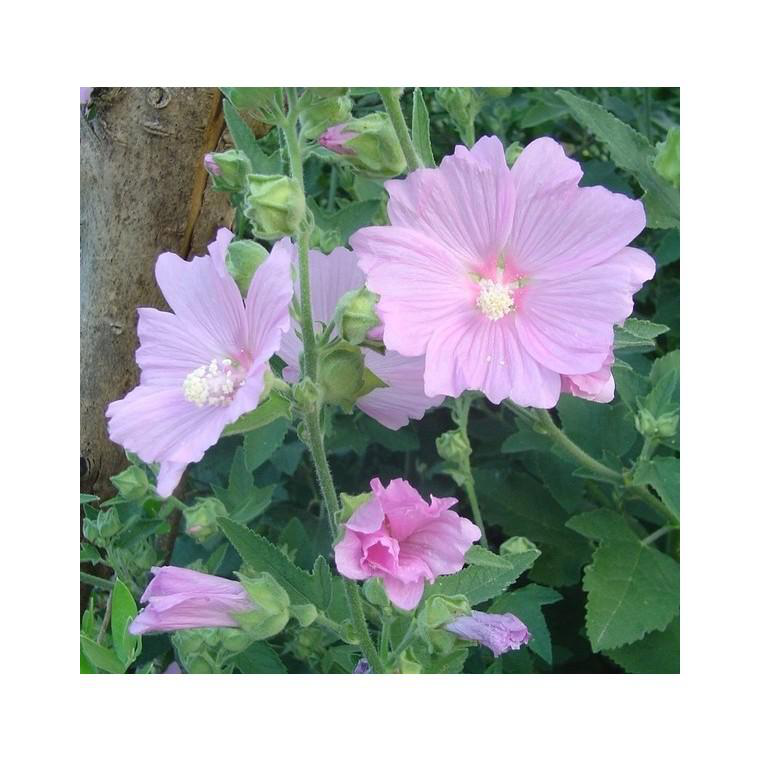 Lavatera Red Rum - Le pot de 4 litres