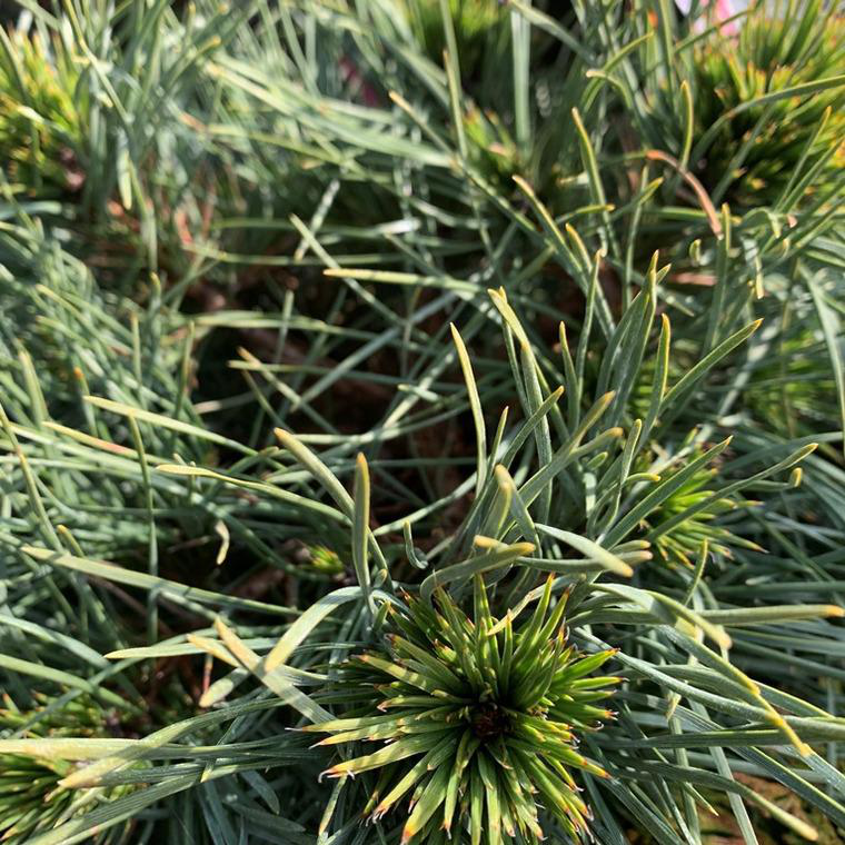 Pin sylvestre Globosa Viridis 30/40. Le pot de 5 litres