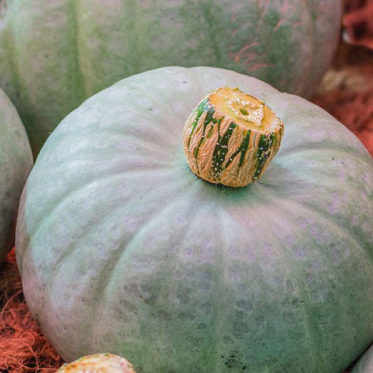 Potiron Bleu De Hongrie Bio. Le pot de 9x9 cm