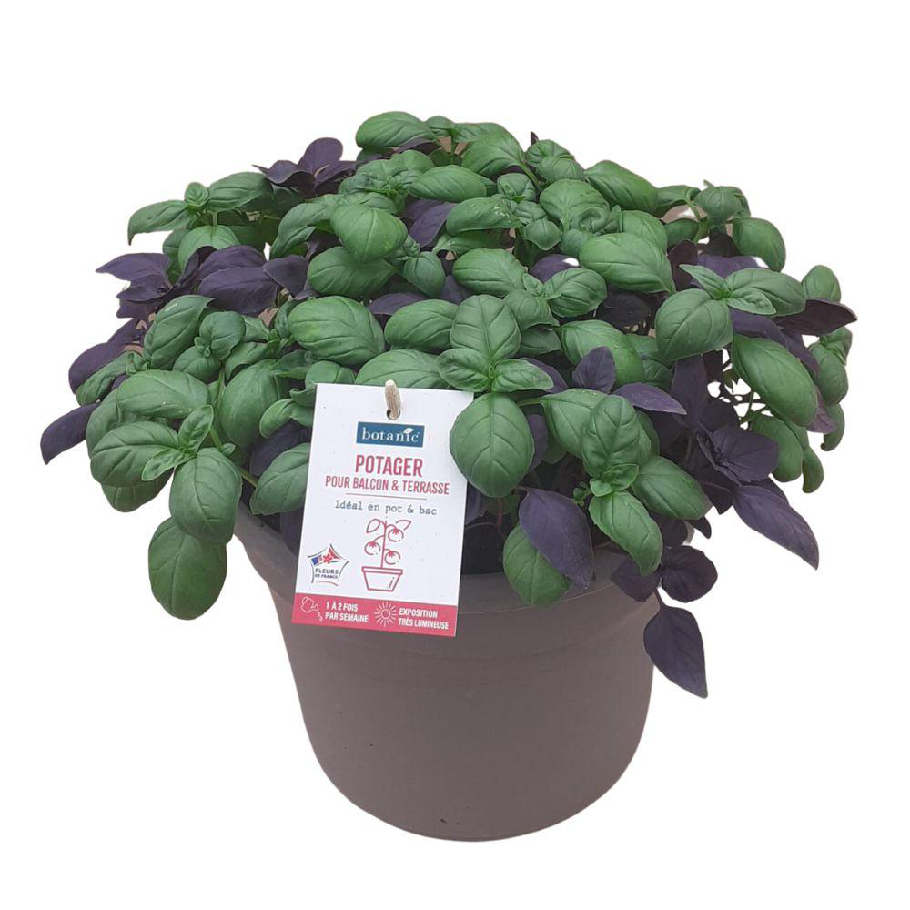 Basilic Duo Vert+Pourpre Bio. Le pot de 4,5 litres | botanic®