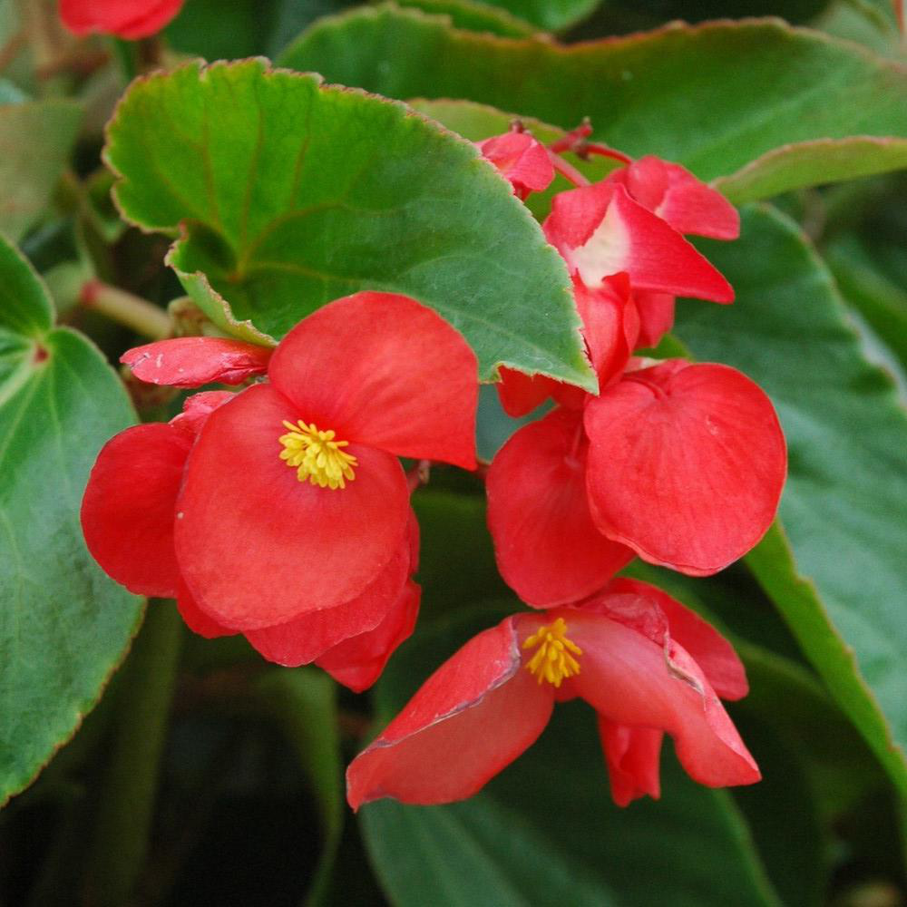 Bégonia Dragon Wing rouge. Le pot de 13 cm | botanic®