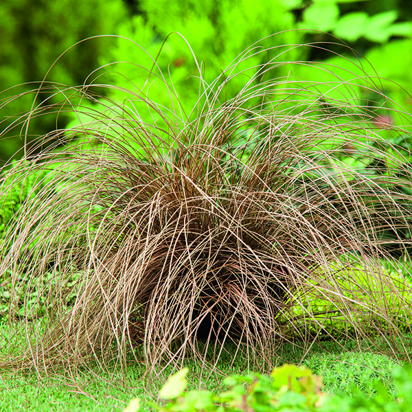 Carex Comans Bronze Form marron botanic®. Le pot de 1 litre