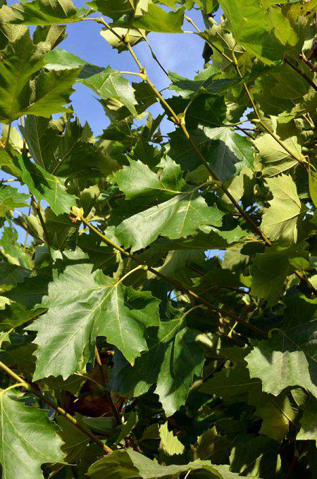 Platane Commun. Le pot de 15 litres