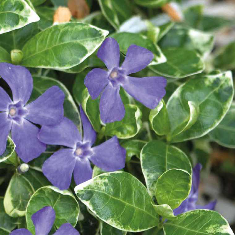 Pervenche Major Panachee - Le pot de 9 x 9 cm | botanic®
